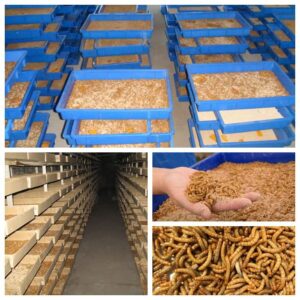 Why Apply The Automatic Mealworm Sorter To The Mealworm Farming Industry?